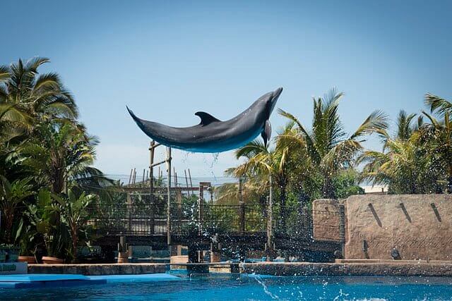 Exploring the Wonders of Shaka Marine World in South Africa and Blue ...